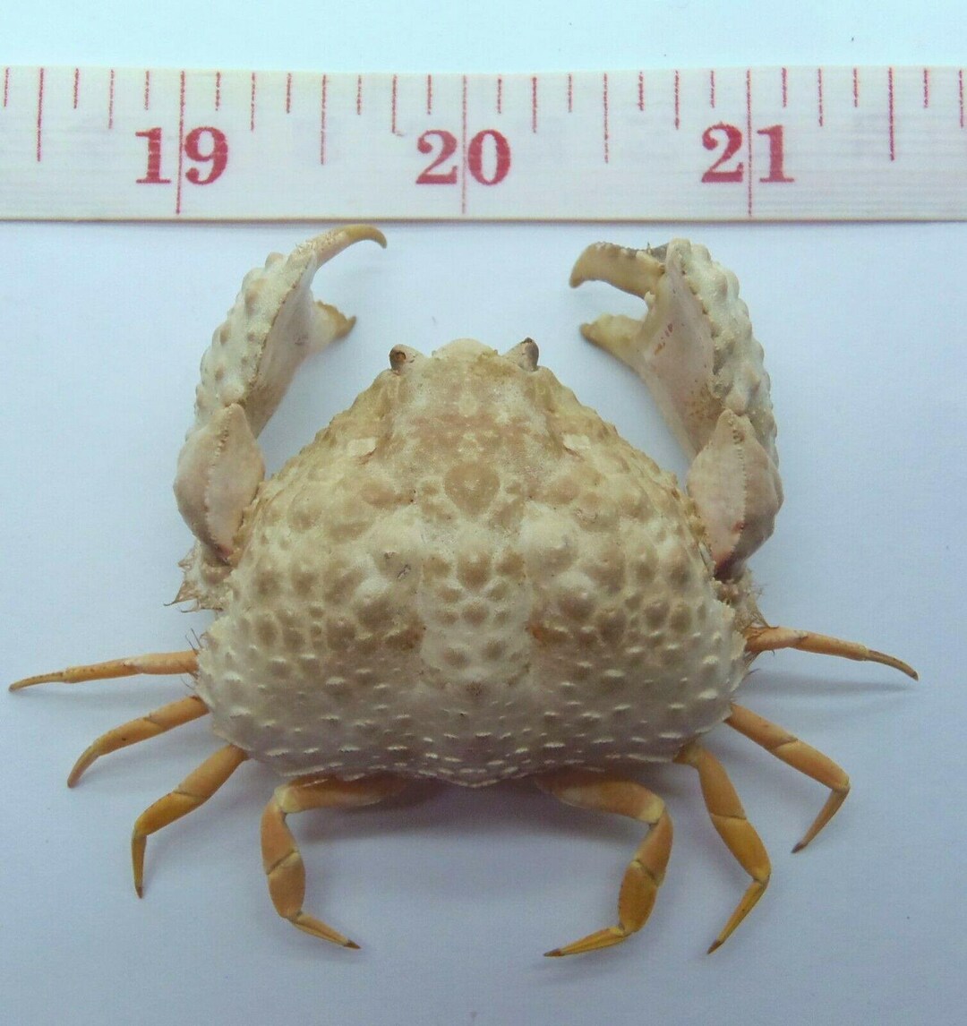 Lumpy Box Crab Calappa Gallus Crab Taxidermy Oddities - Etsy