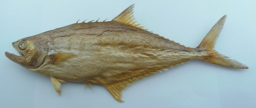 Barred Queenfish Scomberoides Tala Fish Taxidermy Oddities - Etsy