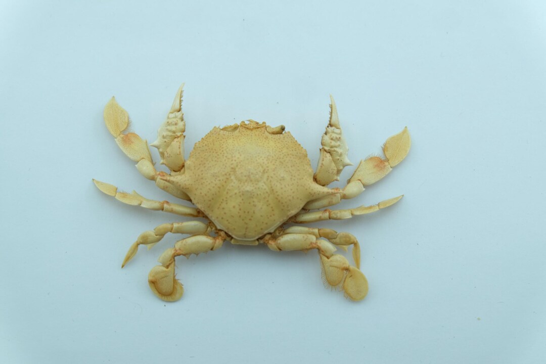 Common Moon Crab Matuta Victor Crab Taxidermy Oddities - Etsy