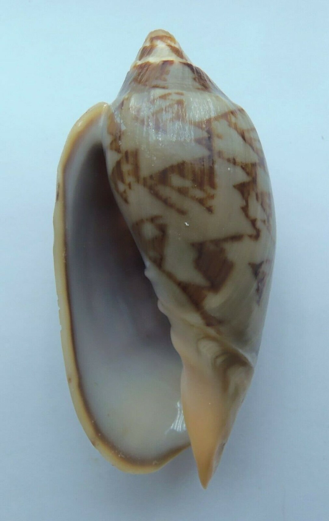 Seashells Bat Volute Cymbiola Vespertilio - Etsy