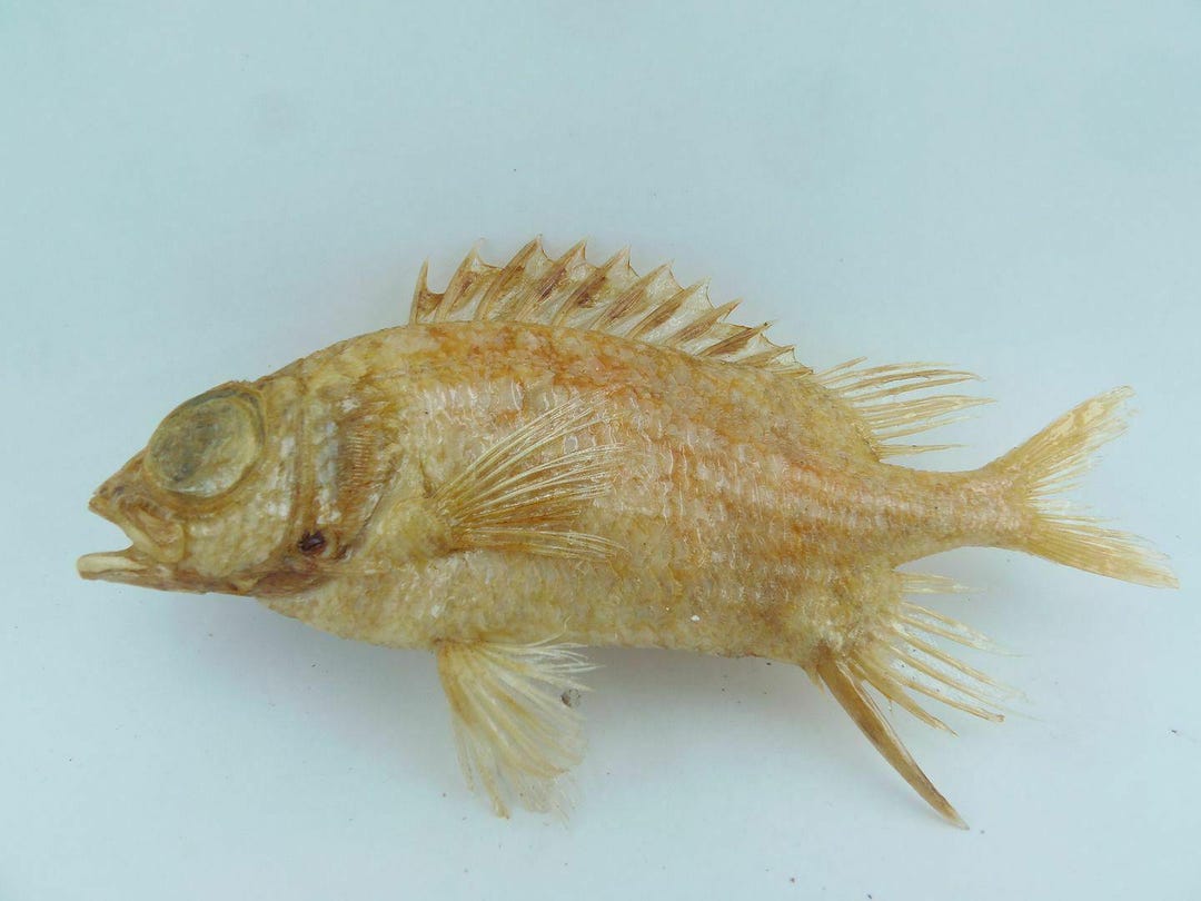 Blue-lined Squirrelfish Sargocentron Tiere Fish Taxidermy Oddities - Etsy