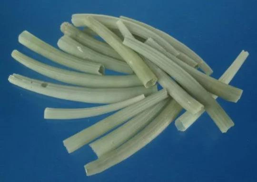 Craftshells Sailors Valentine Tooth Shell Dentalium Aprinum - Etsy