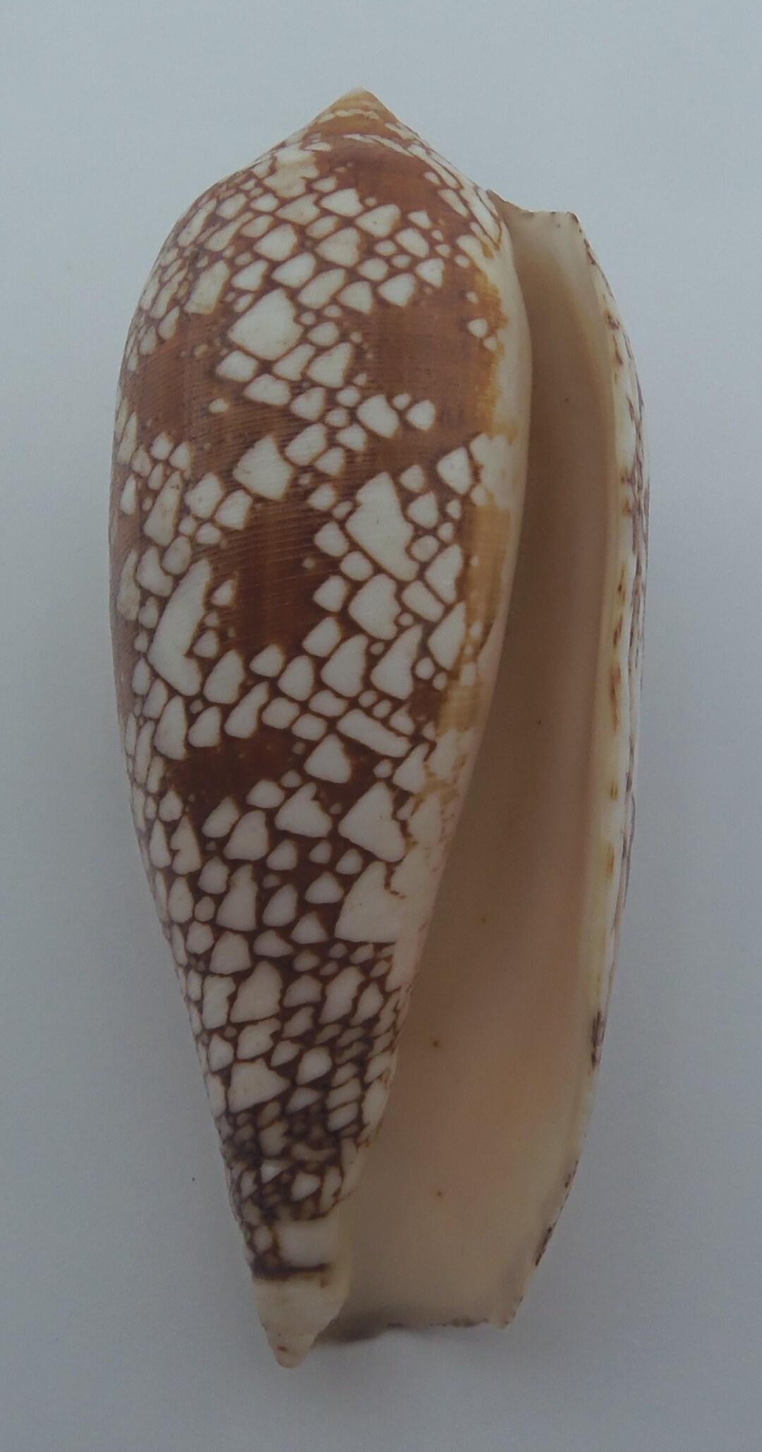 Seashells Princely Cone Conus Aulicus - Etsy