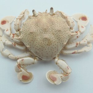 Crustaceans Spotted Moon Crab Ashtoret Lunaris Crab Taxidermy - Etsy