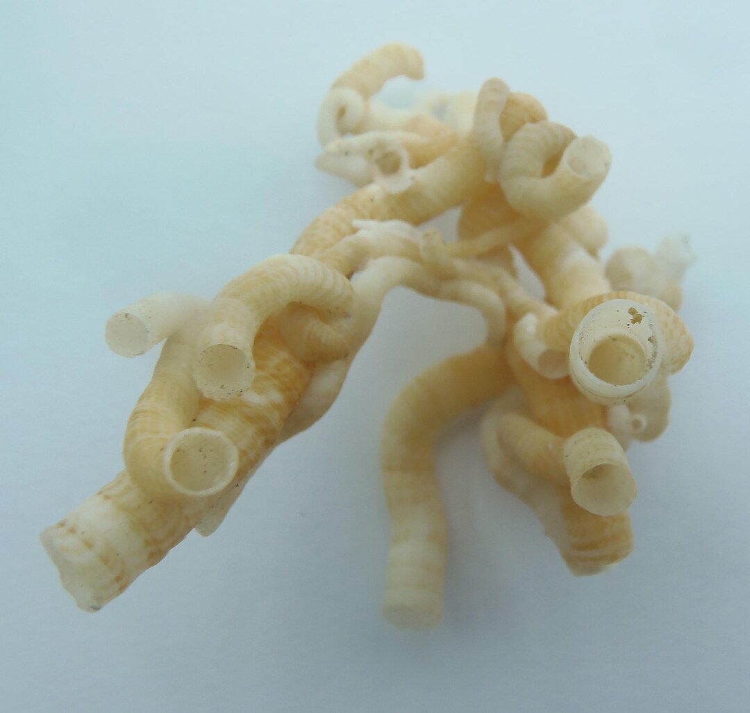 Seashells Wormshell Serpulorbis Roussaei - Etsy