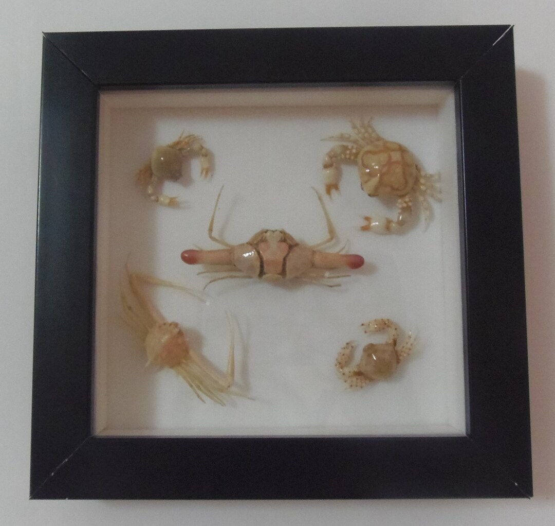 Frames Peeble Crab Leucosiidae Family Taxidermy Oddities Curios - Etsy