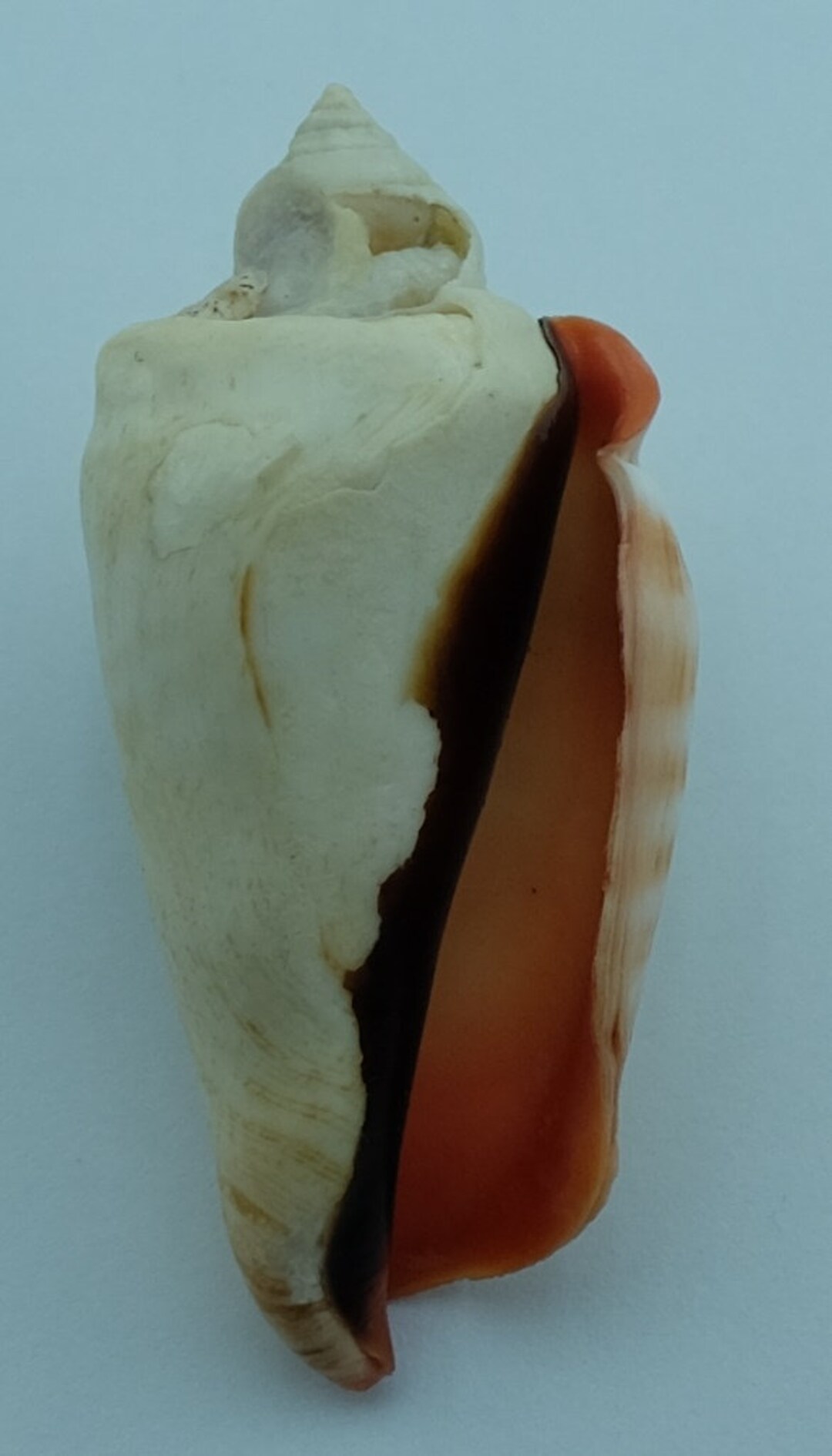 Seashells Strawberry Conch Conomurex Luhuanus - Etsy