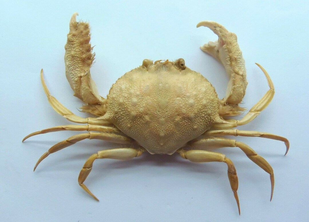 Box Crab Mursia Buwaya Crab Taxidermy Oddities - Etsy