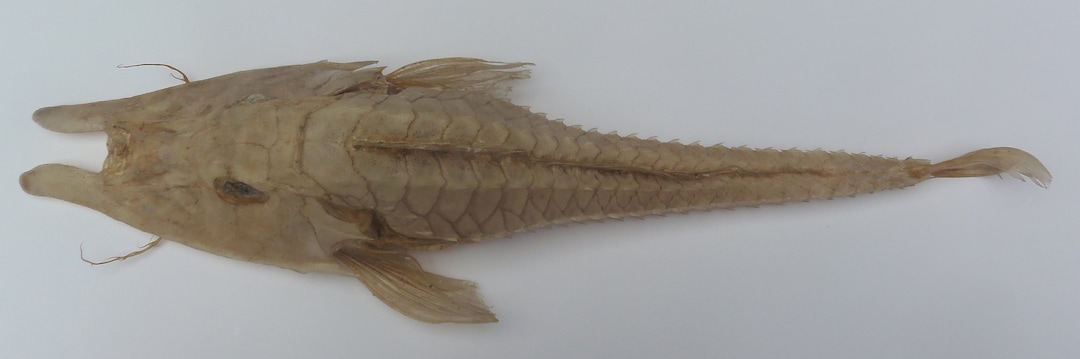 Robust Armoured-gurnard Satyrichthys Welchi Fish Taxidermy - Etsy