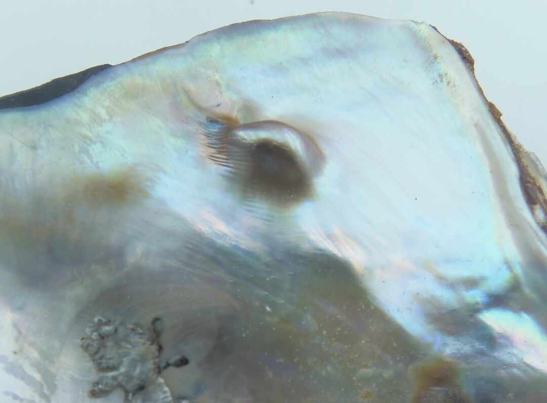 Wild Penguin's Wing Oyster Pteria Penguin - Etsy