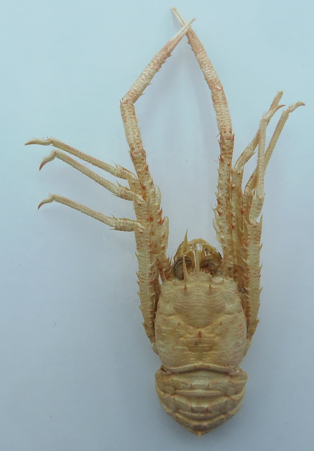 Squat Lobster Munida Sp Crab Taxidermy Oddities - Etsy