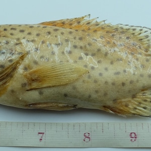 Squaretail Coral Grouper Plectropomus Areolatus Fish Taxidermy Oddities ...