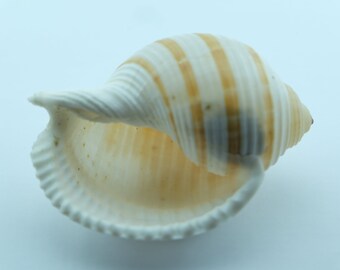 Banded Striped Tun Tonna Sulcosa Seashell 3 1 Shell - Etsy