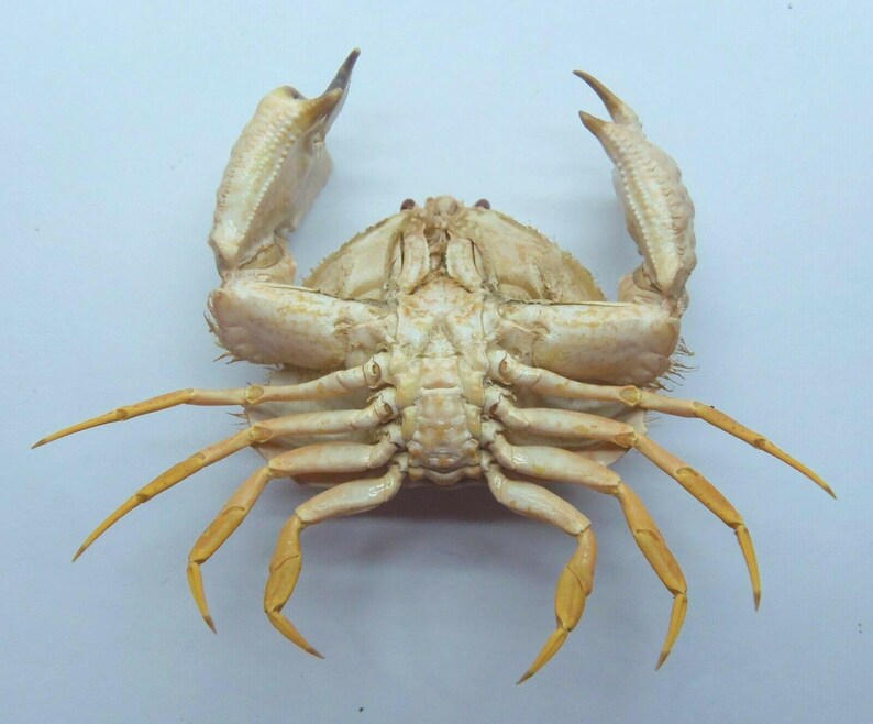 Lumpy Box Crab Calappa Gallus Crab Taxidermy Oddities - Etsy