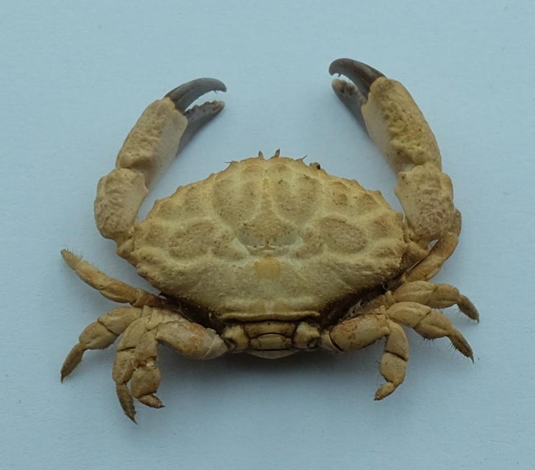 Round Crab Leptodius Nudipes Crab Taxidermy Oddities - Etsy