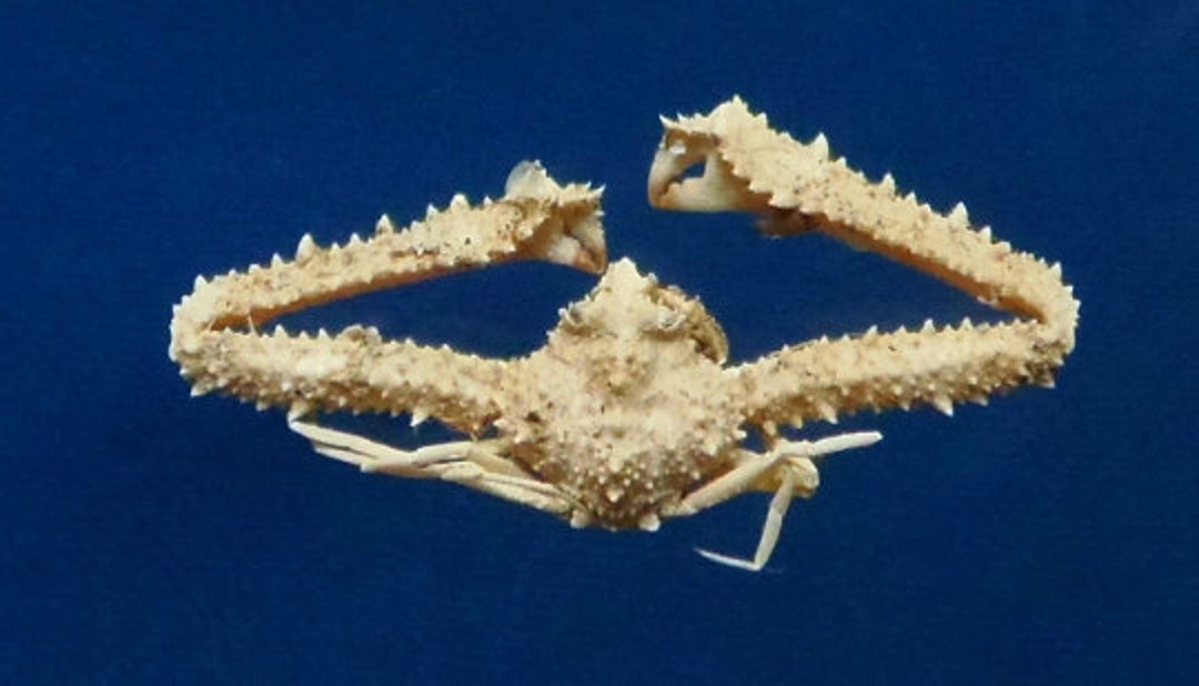 Elbow Crab Parthenopidae Sp. Crab Taxidermy Oddities - Etsy