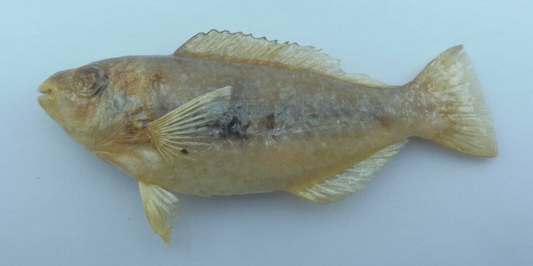 Pacific Daisy Parrotfish Chlorurus Spilurus Fish Taxidermy Oddities - Etsy