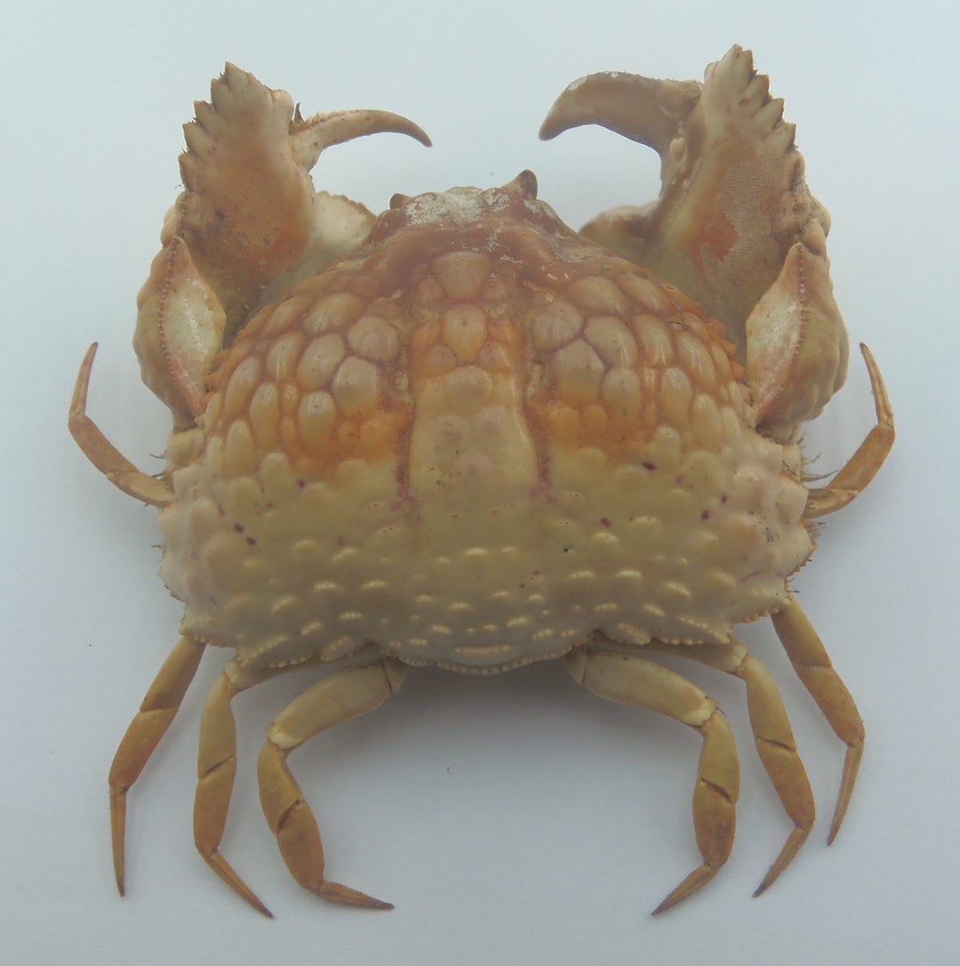 Box Crab Calappa Capellonis Crab Taxidermy Oddities - Etsy