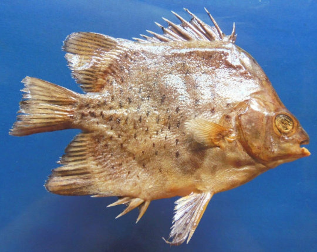 Spotted Scat Scatophagus Argus Fish Taxidermy Oddities - Etsy