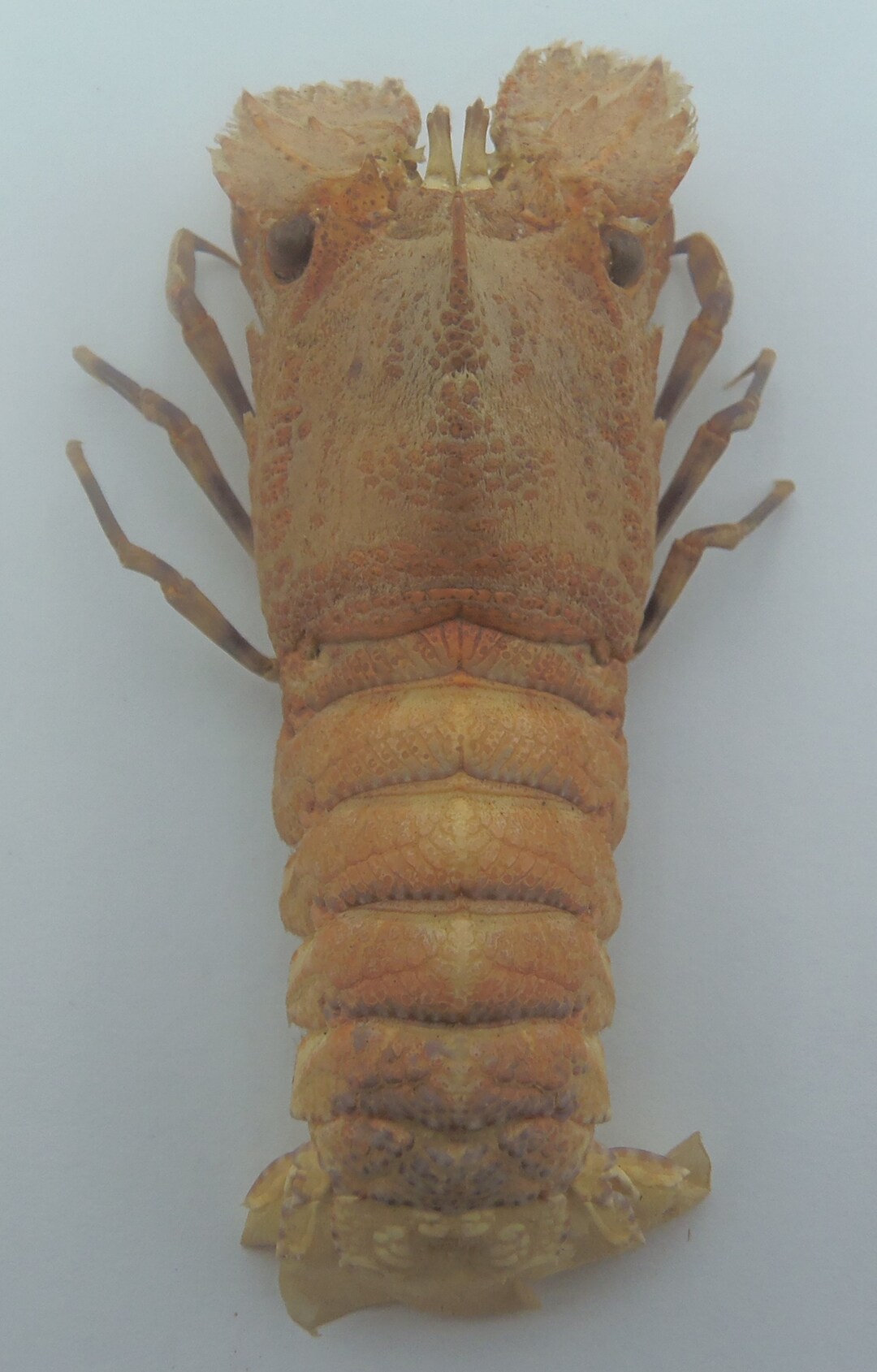 Slipper Lobster Scyllarus Arctus Crab Taxidermy Oddities - Etsy