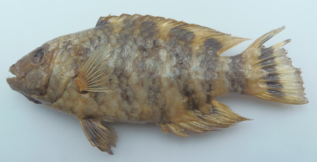 Banded Maori Wrasse Cheilinus Fasciatus Fish Taxidermy - Etsy