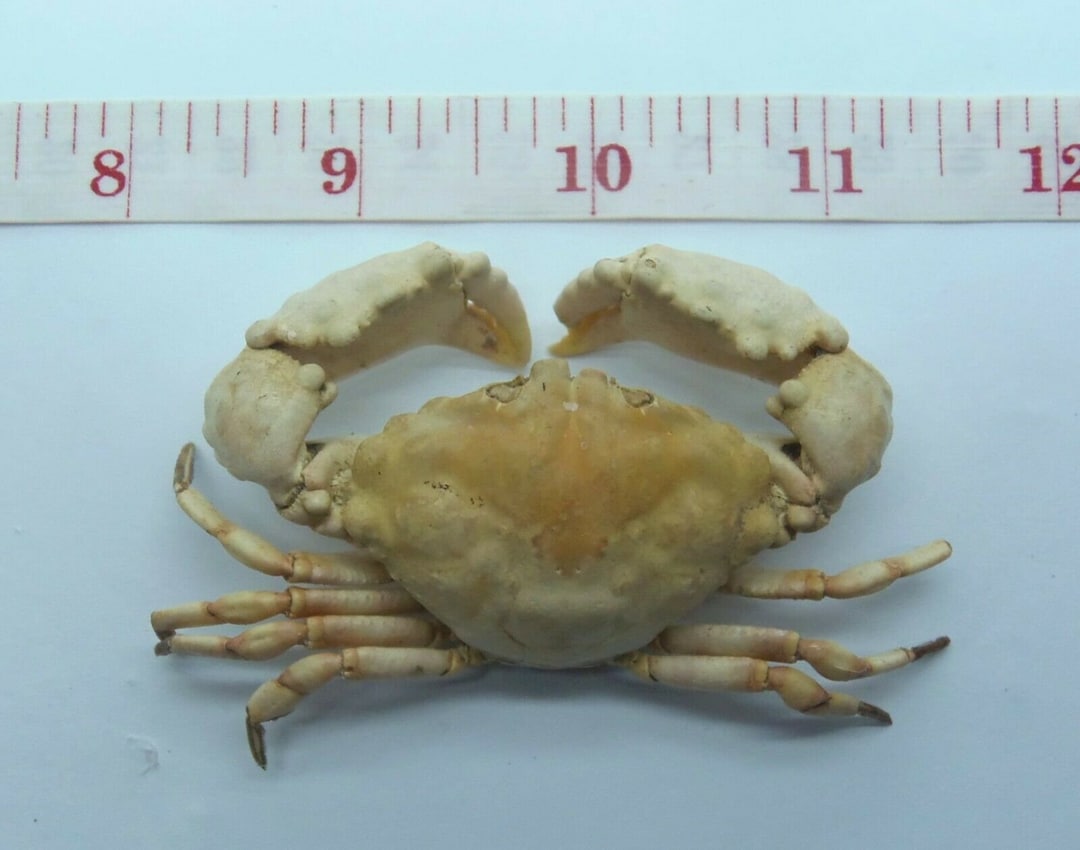 Crab Halimede Ochtodes Crab Taxidermy Oddities - Etsy