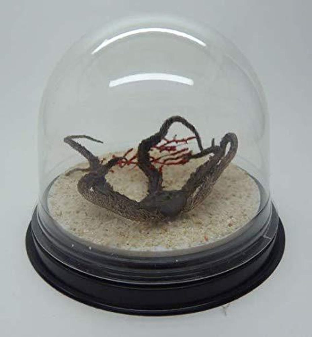 Dome Spiny Brittle Star Ophiocoma Erinaceus Taxidermy Oddities Curios ...