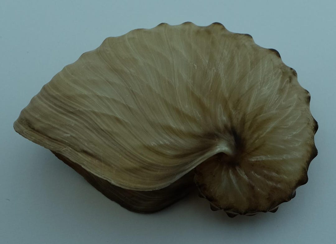 Seashells Winged Argonaut Argonauta Hians - Etsy