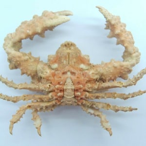 Horrid Crab Daldorfia Horrida Crab Taxidermy Oddities - Etsy