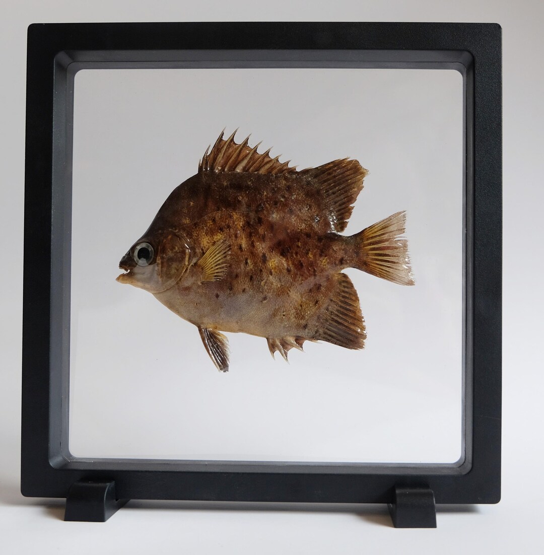 Frames Spotted Scat Scatophagus Argus Taxidermy Oddities Curios - Etsy