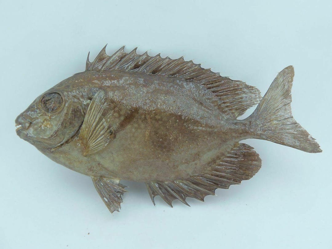 White-spotted Spinefoot Siganus Canaliculatus Fish Taxidermy Oddities ...