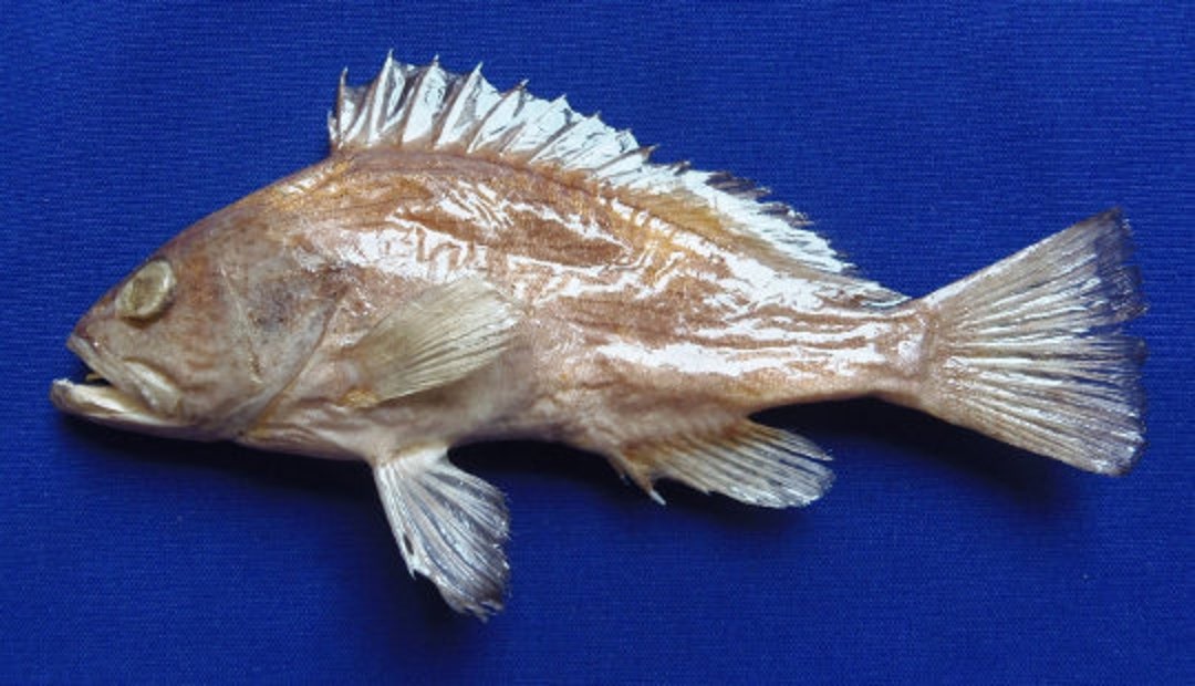 Maori Cod Epinephelus Undulatostriatus Fish Taxidermy Oddities - Etsy
