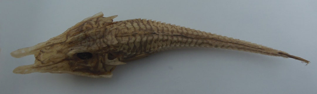 Sea Robin Peristedion Liorhynchus Fish Taxidermy Oddities - Etsy