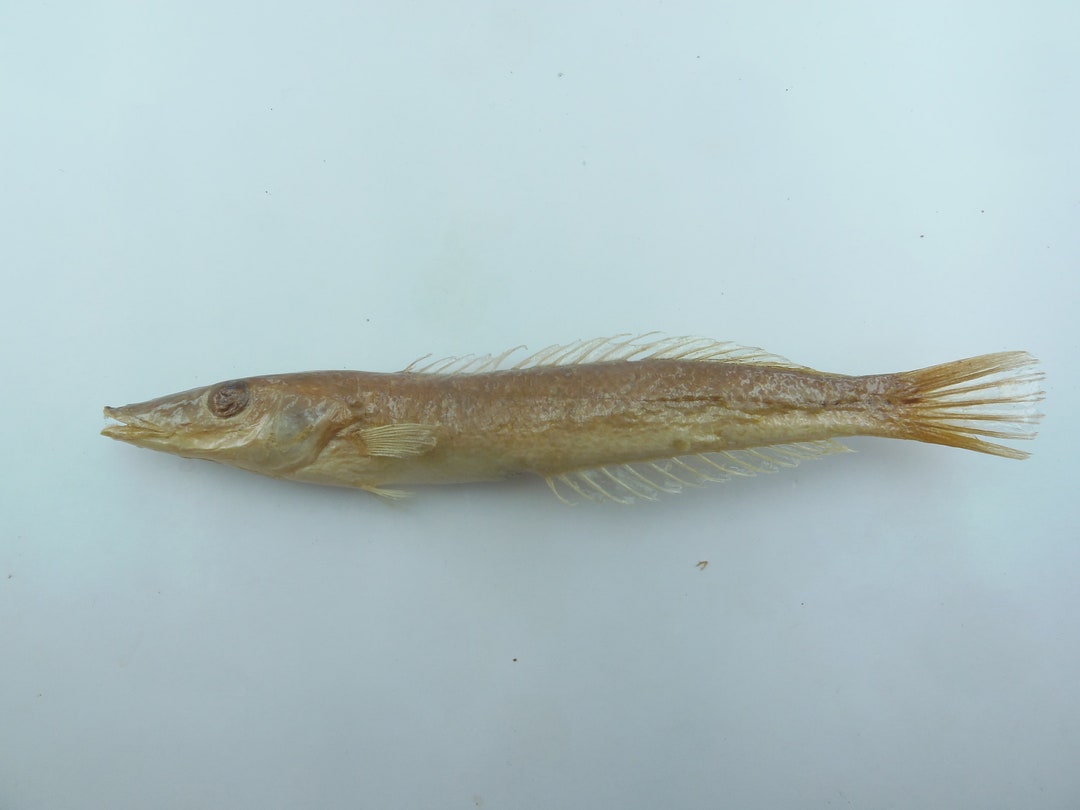 Cigar Wrasse Cheilio Inermis Fish Taxidermy Oddities - Etsy