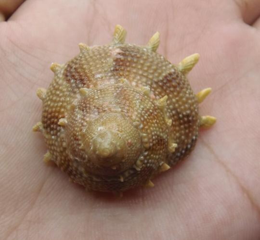 Seashells Turban Shell Bolma Tamikoana - Etsy