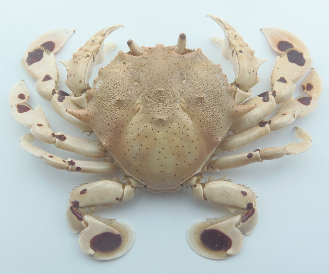 Spotted Moon Crab Ashtoret Lunaris Crab Taxidermy Oddities - Etsy