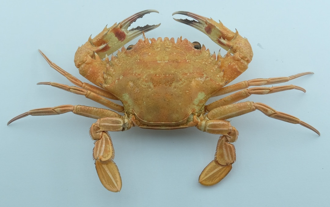 Indo Pacific Crab Swimming Crab Charybdis Hawaiensis Crab Taxidermy ...