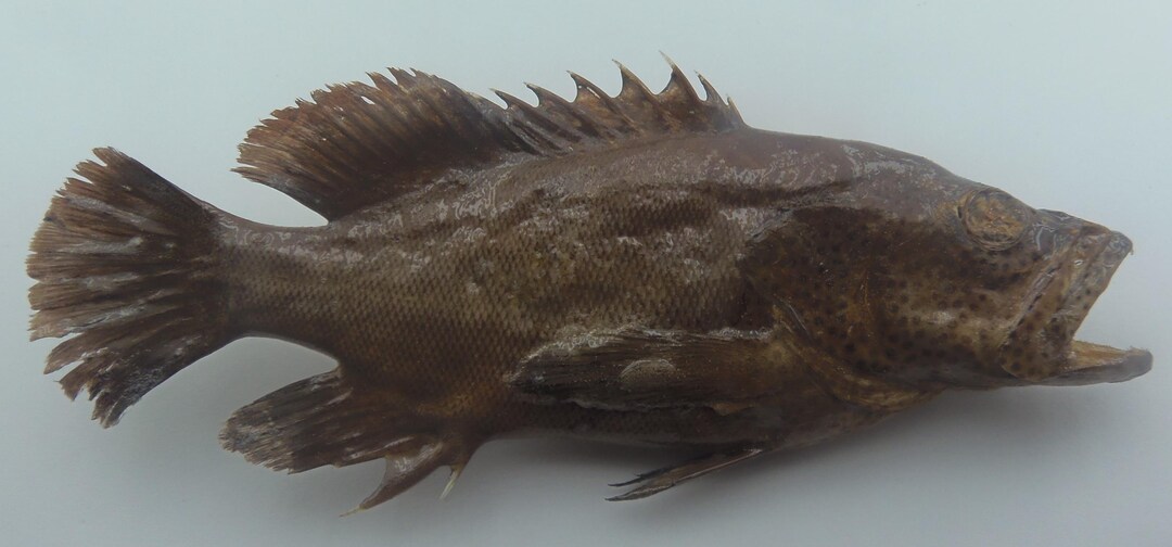 Freckled Hind Cephalopholis Microprion Fish Taxidermy Oddities - Etsy