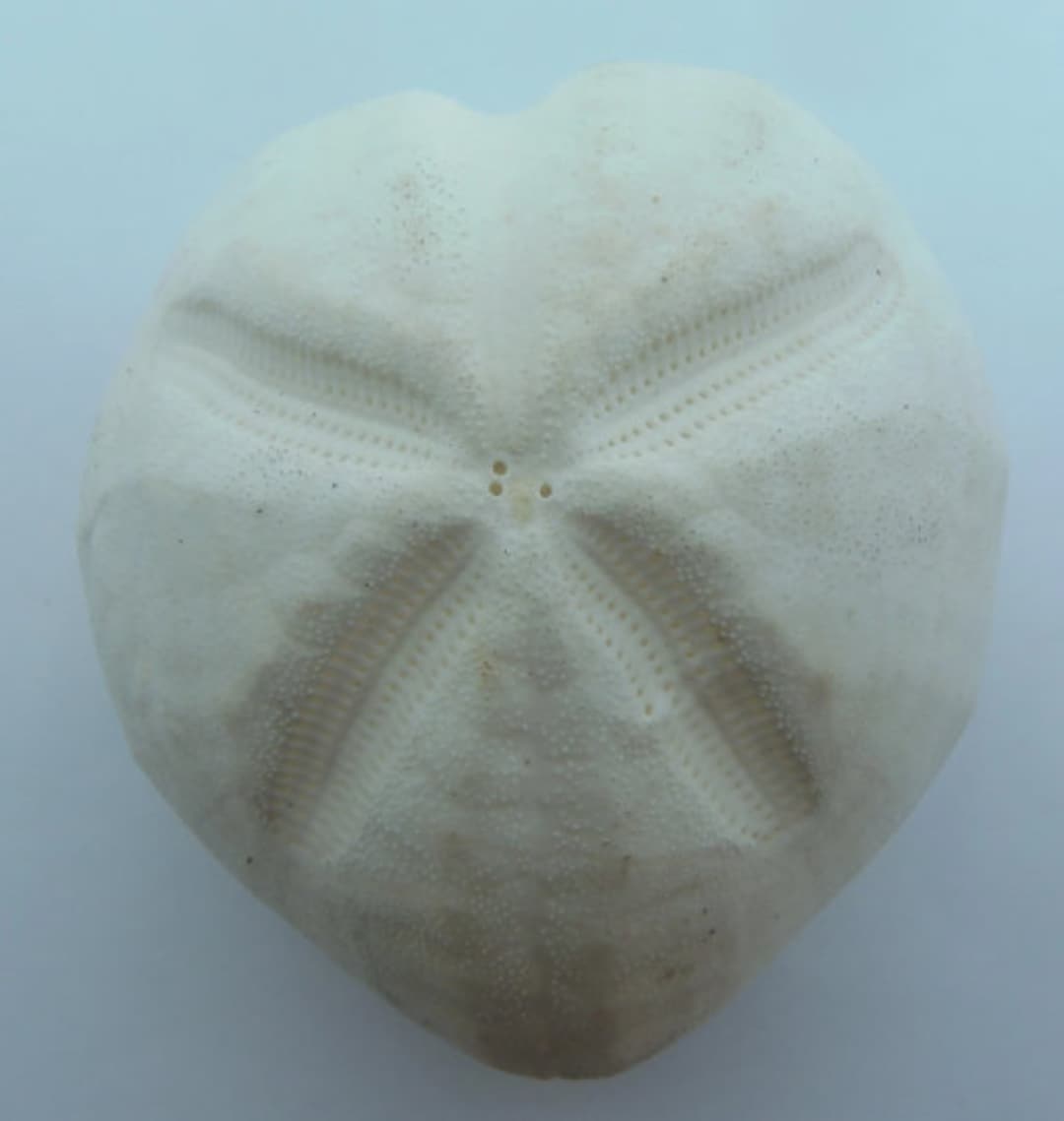 Echinoderms Heart Urchin Pericosmus Cordatus Taxidermy Oddities - Etsy