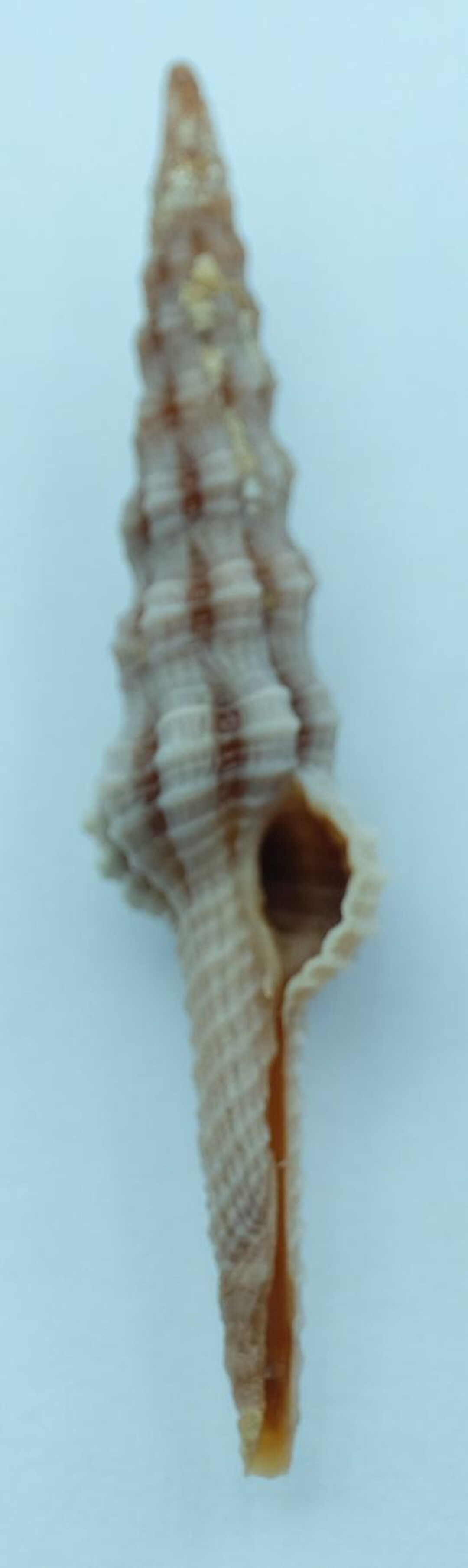 Seashells Spindle Snails Dolicholatirus Lancea - Etsy