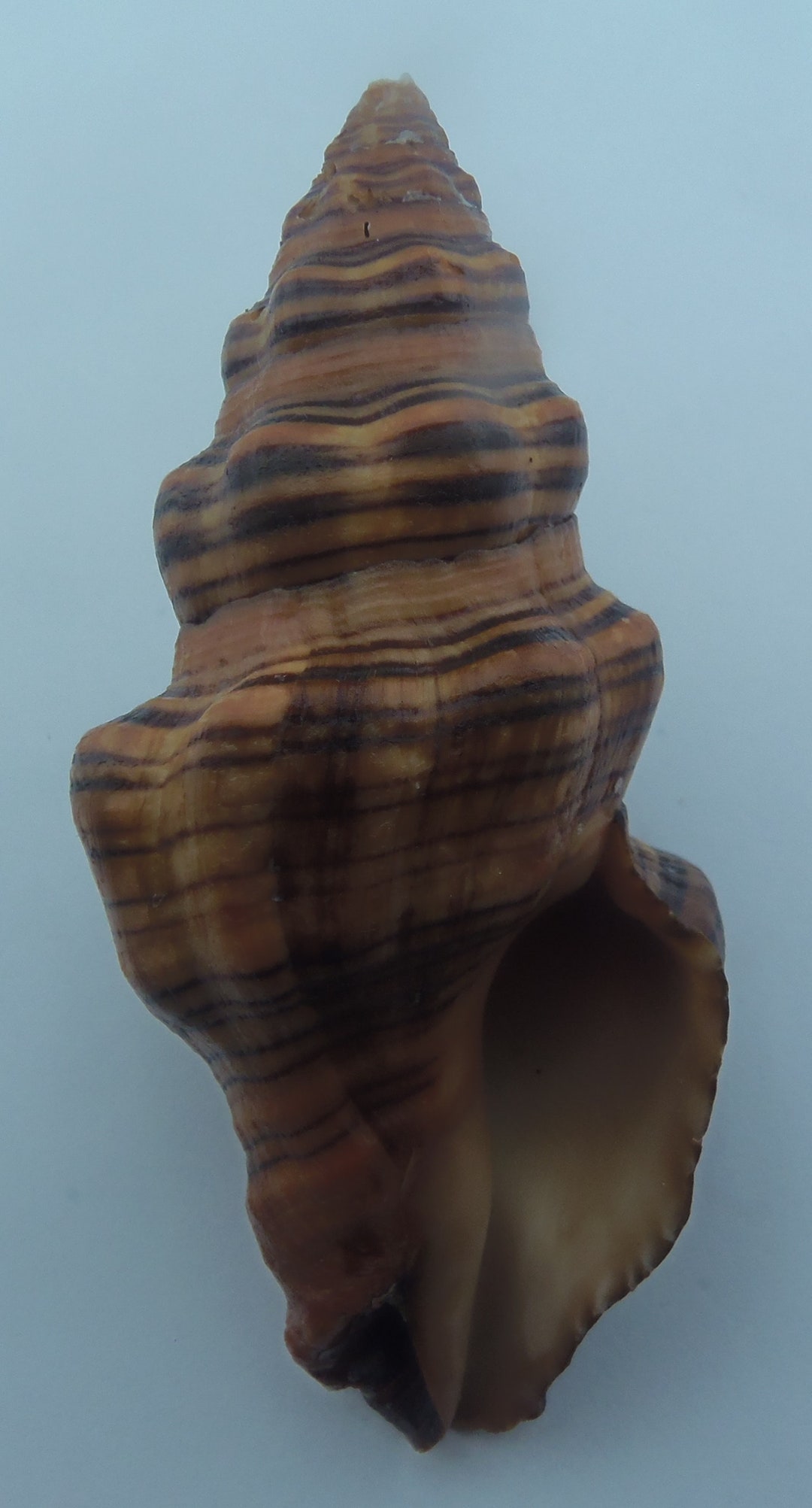 Seashells Gibbose Latirus Latirus Gibbulus - Etsy