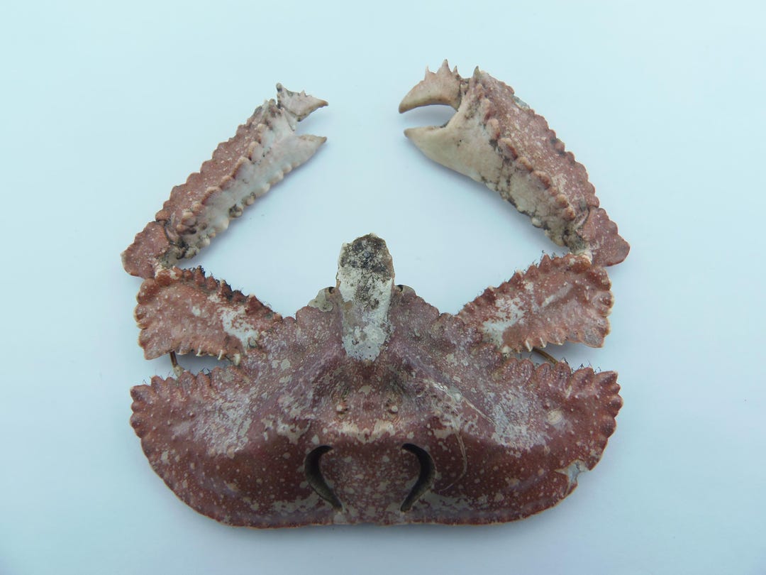 Dorsal Elbow Crab Cryptopodia Dorsalis Crab Taxidermy Oddities - Etsy