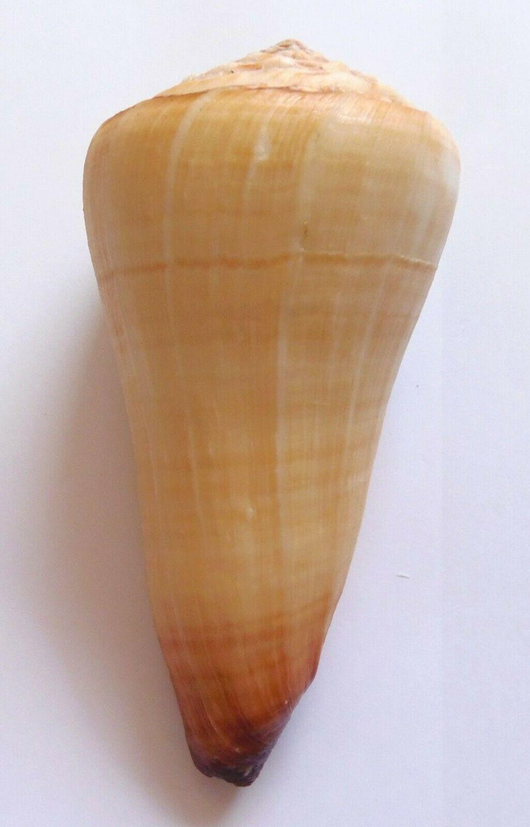 Seashells Distant Cone Conus Distans - Etsy