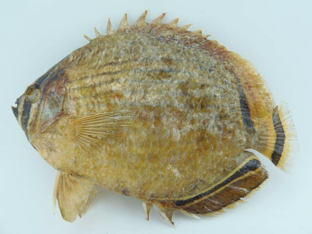 Melon Butterflyfish Chaetodon Trifasciatus Fish Taxidermy Oddities - Etsy