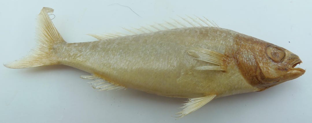 Slender Threadfin Bream Nemipterus Zysron Fish Taxidermy Oddities - Etsy