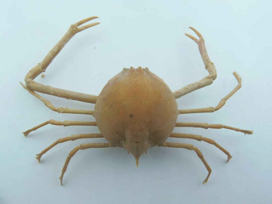 Peeble Crab Parilia Major Crab Taxidermy Oddities - Etsy