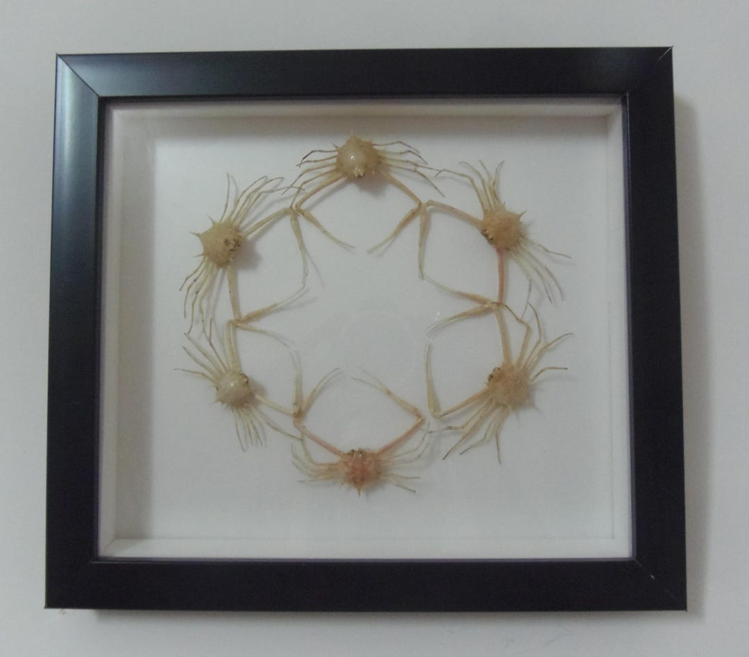 Frames Eleven-spined Peeble Crab Arcania Undecimspinosa Taxidermy ...