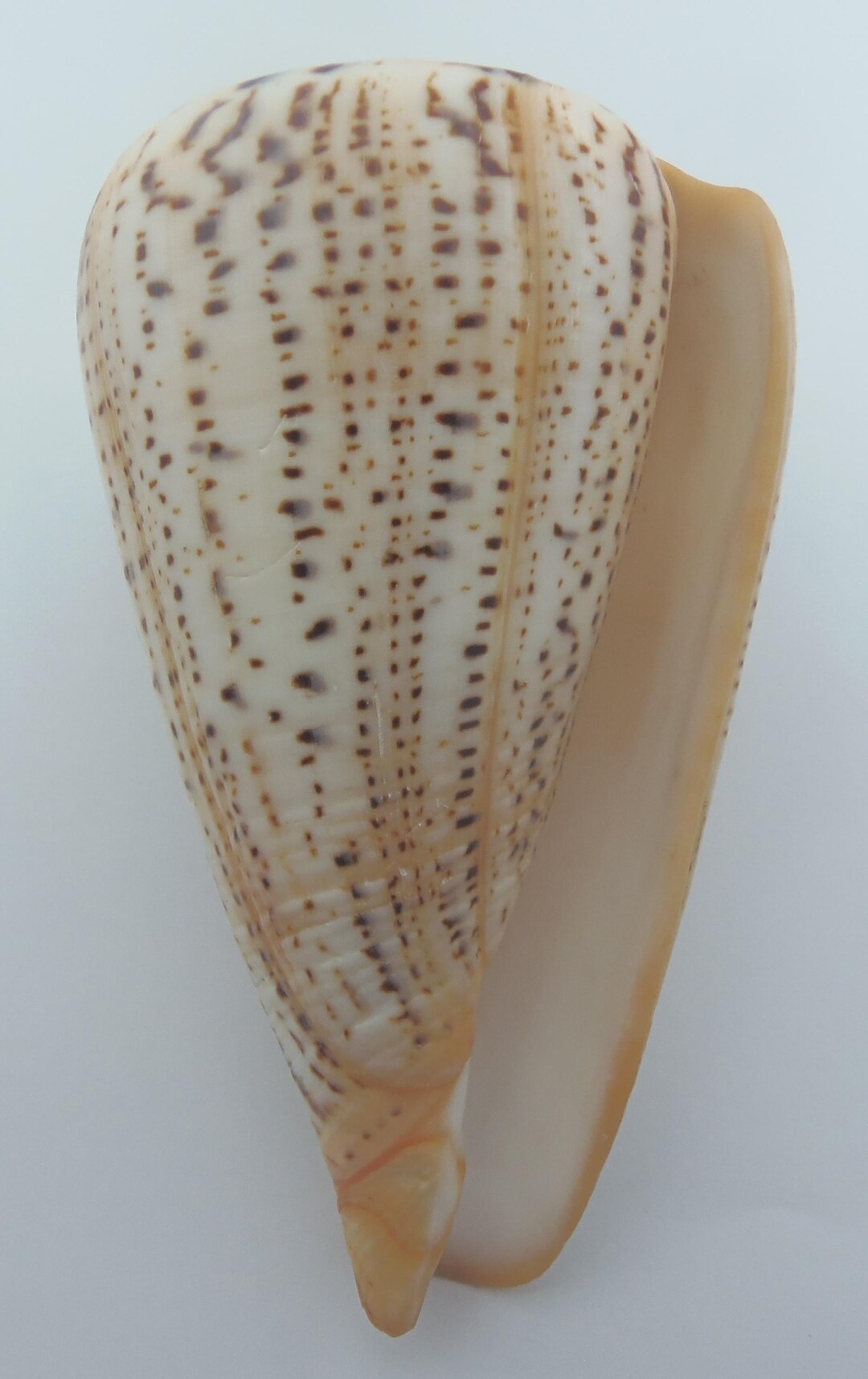 Seashells Surat Cone Conus Suratensis - Etsy