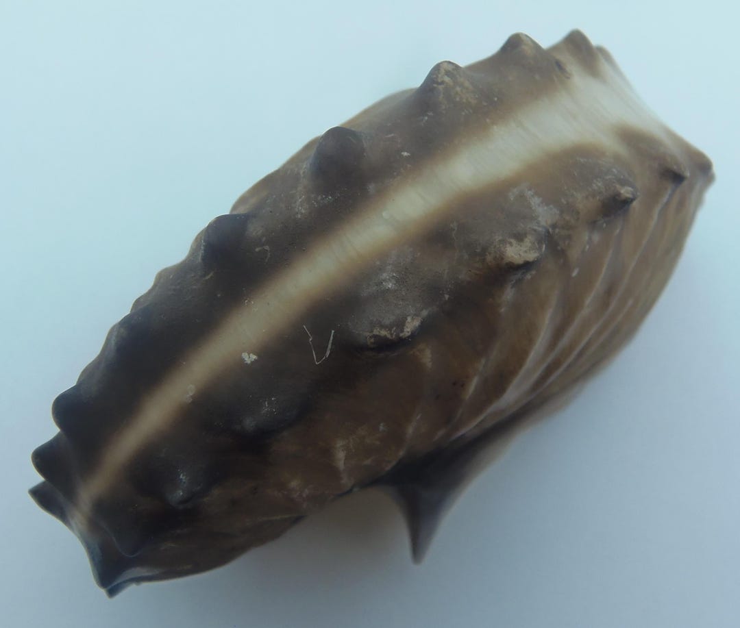 Seashells Winged Argonaut Argonauta Hians F. Gondola - Etsy