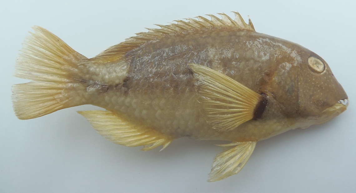 Orange-dotted Tuskfish Choerodon Anchorago Fish Taxidermy Oddities ...